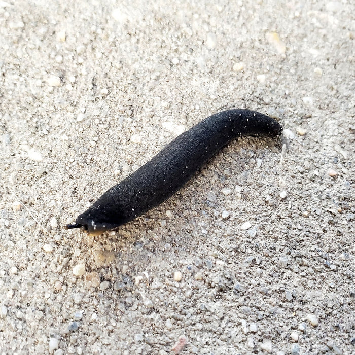 Exotic Slugs | Jeremy Caudle