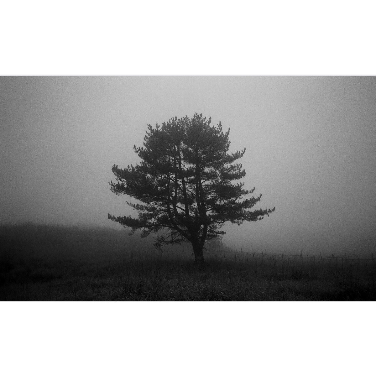 Namu-Tree | Hyunjoon Kim