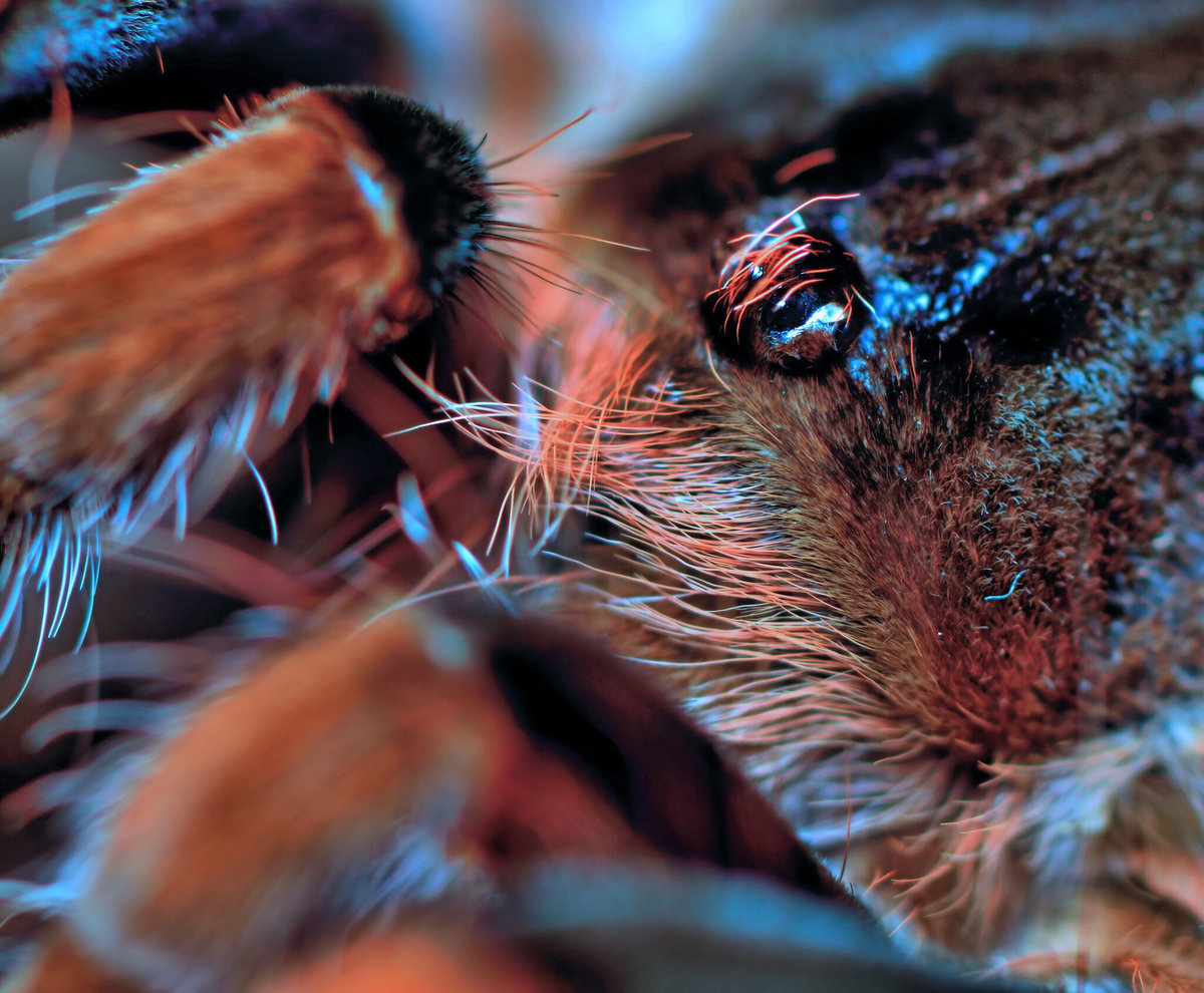 the frailest homes hold all the love | arsenic tongue | Genetic Trance