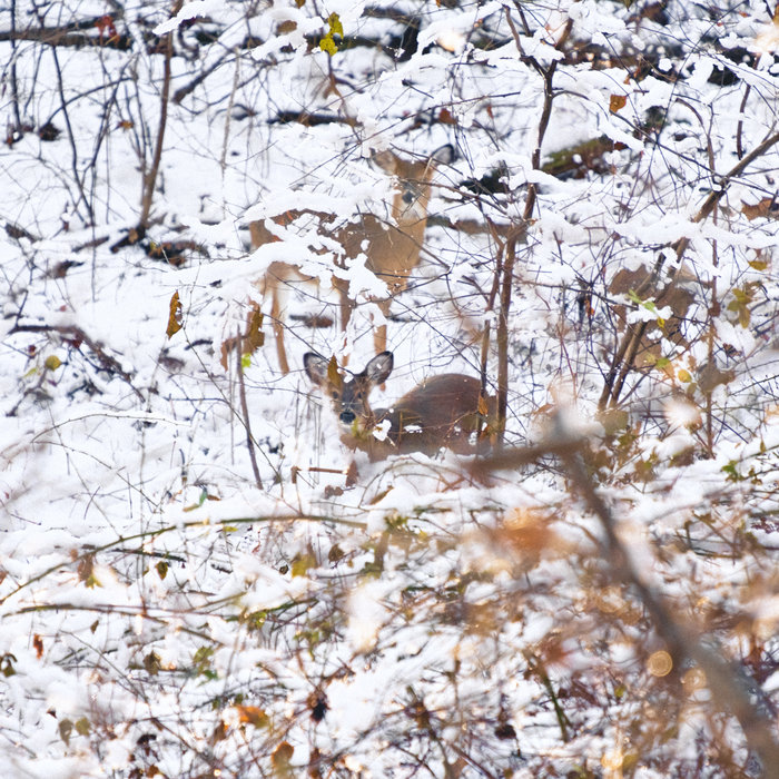 Hope | George Barbera