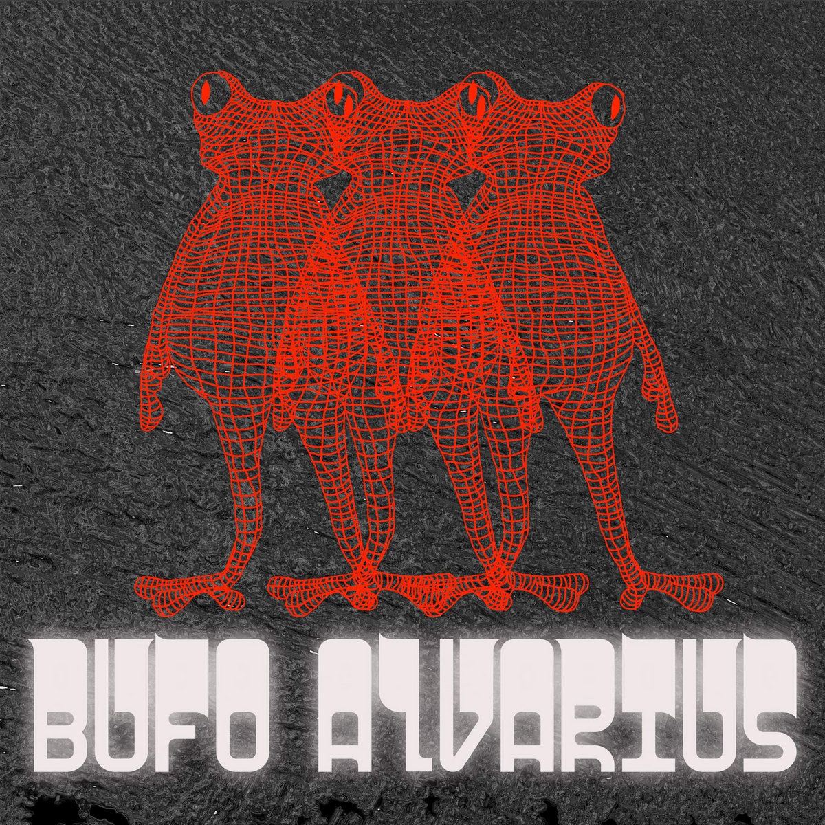 Bufo Alvarius | Bufo Alvarius