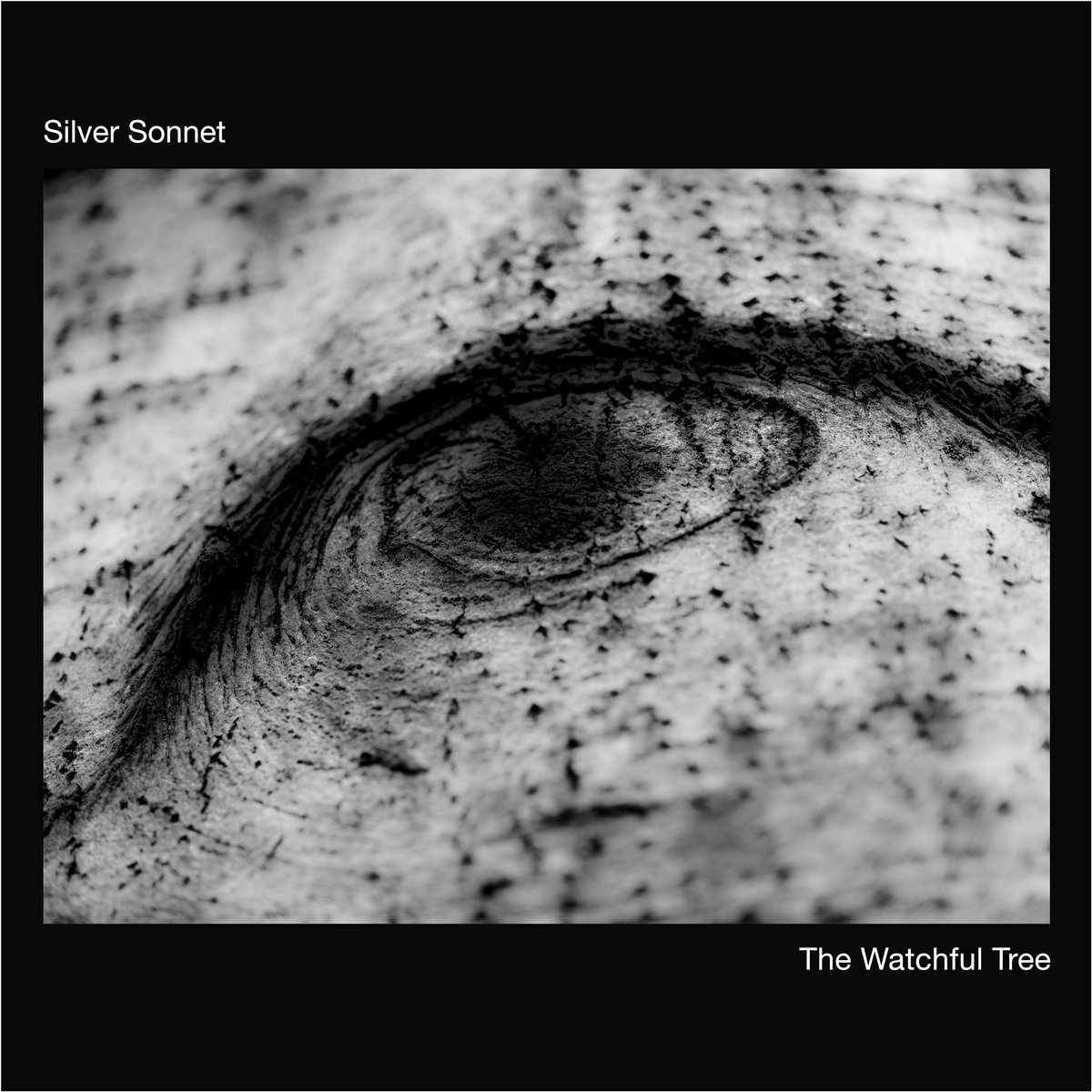 The Watchful Tree | Silver Sonnet