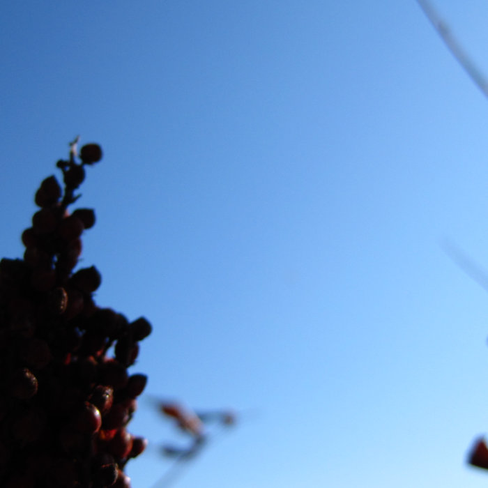 mazo recordings | lauren kenney