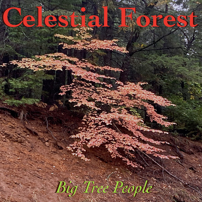 Celestial Forest | Big Tree People