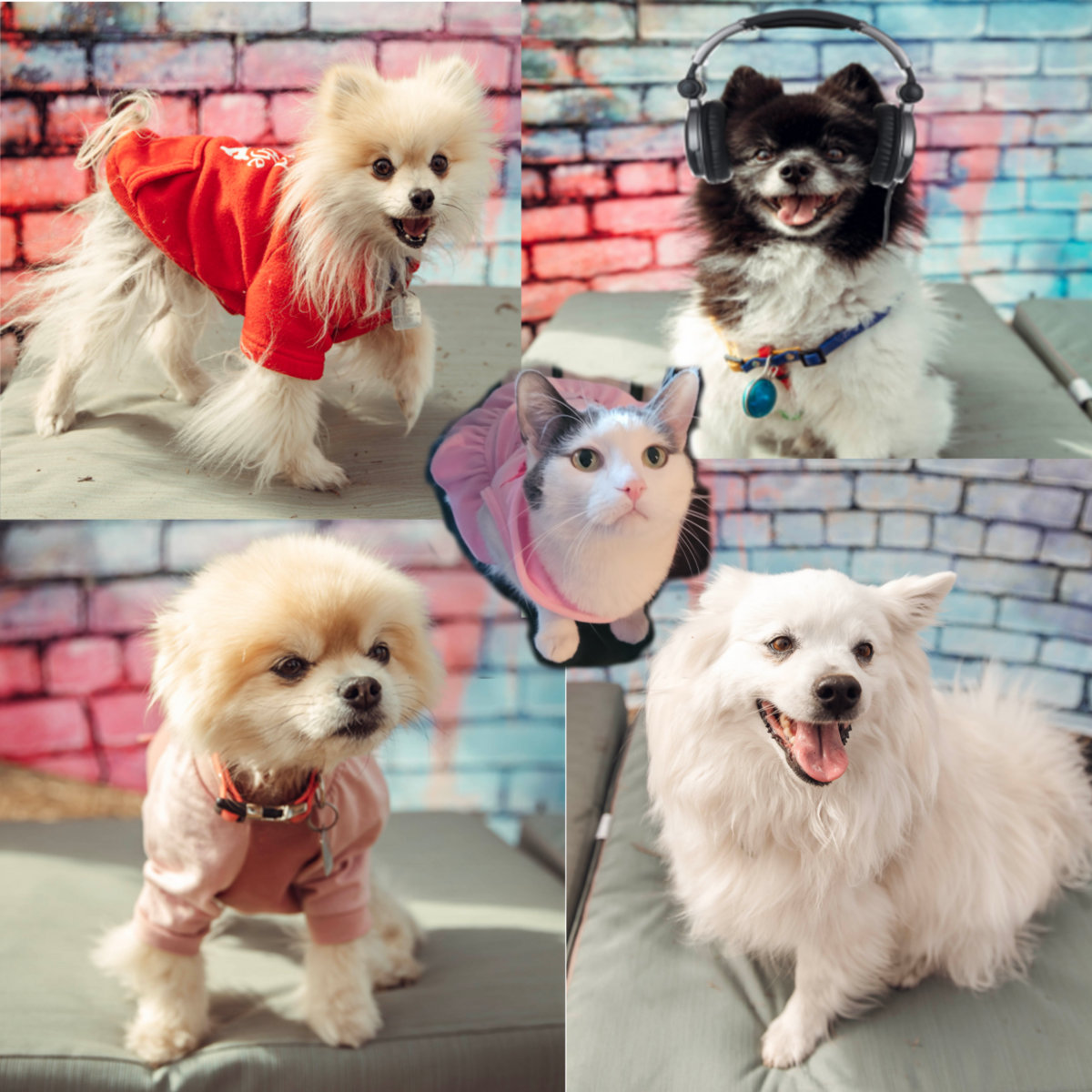 Become Dog | DJ Pom; DJ Catnip | DJ Pom