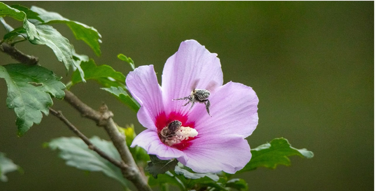 Sacred Heart | Danny Gotham and Mike Babyak | Triple Fret