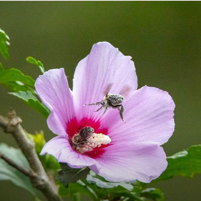 Sacred Heart | Danny Gotham and Mike Babyak | Triple Fret