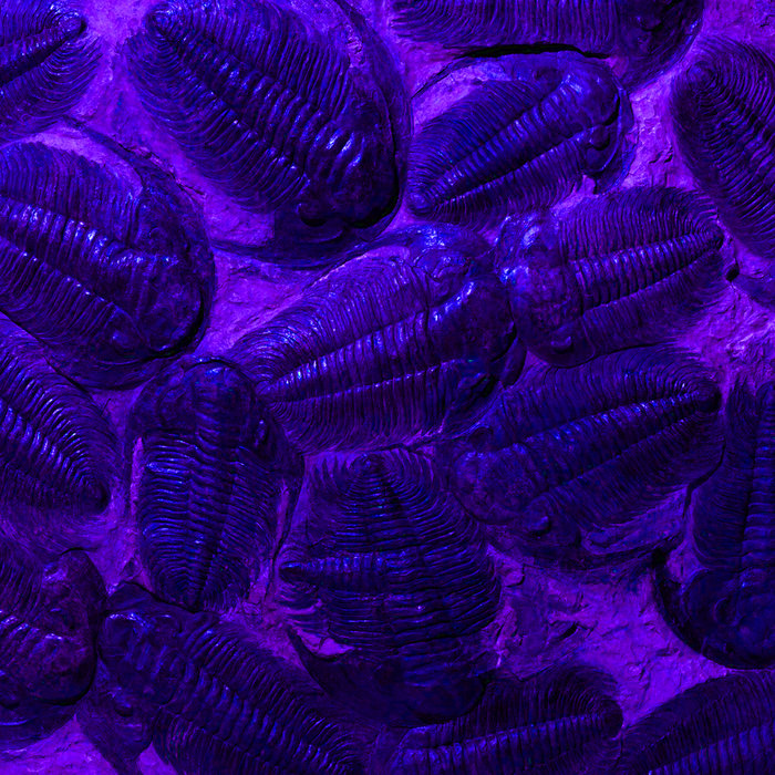 Trilobite Feeding Frenzy | Paleobiota