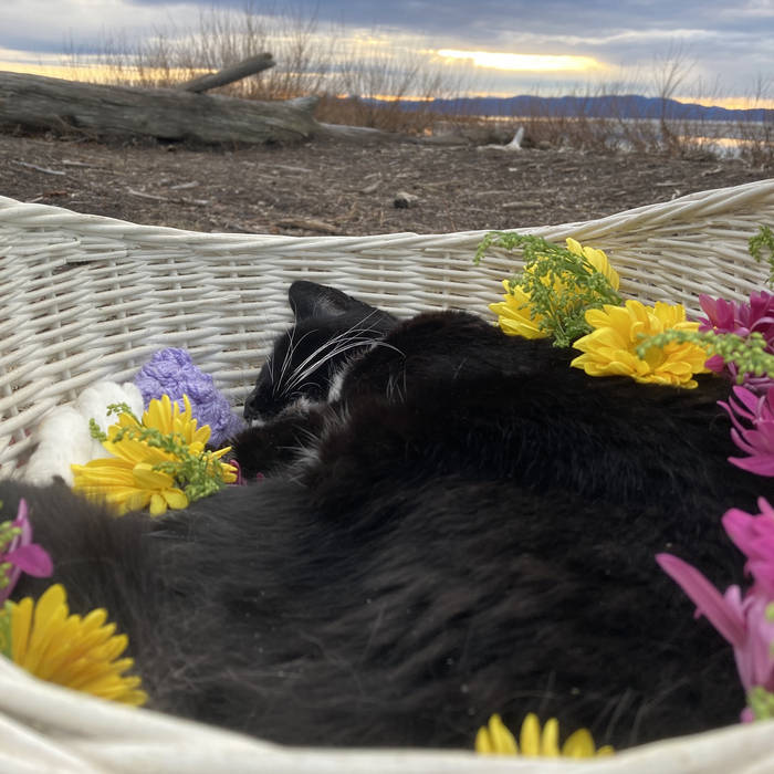 Old Black Cat - January 2025 | Forrest Gardner