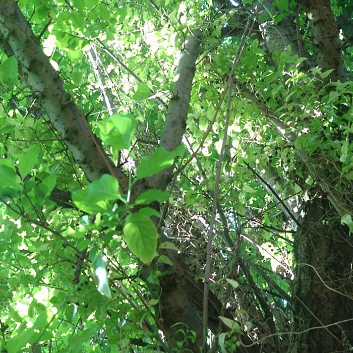 exteriority 01 | Temple Of Electric Dreams