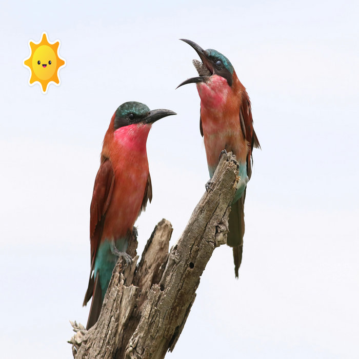 In tune with Your Heartbeat | Zachary Lawson