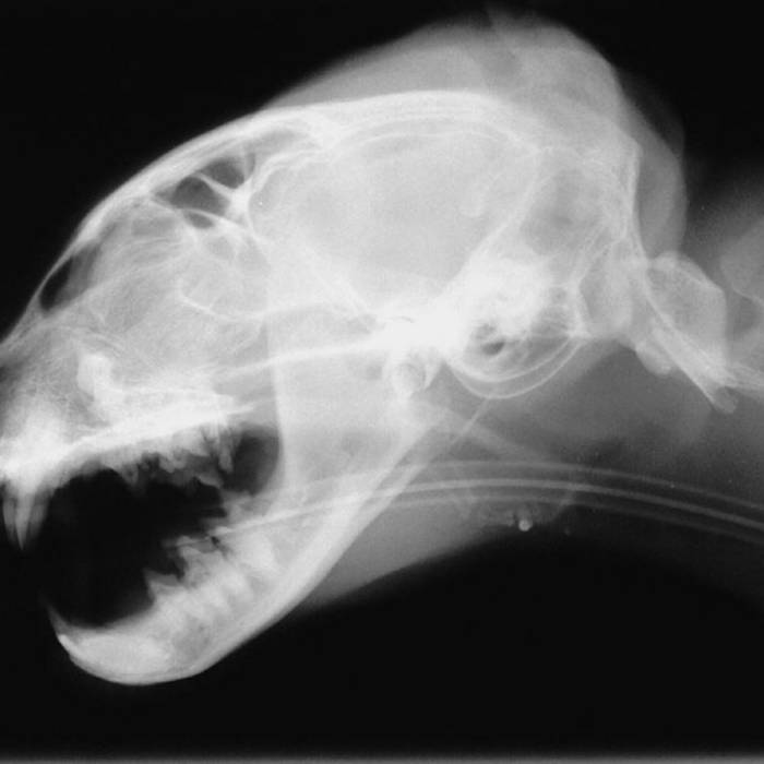 Who Killed The Cat? | Who Killed The Cat? | Jamie Greer