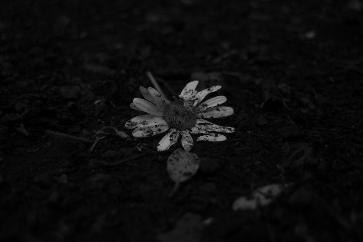 Die zertretene Blume | Robin Krause
