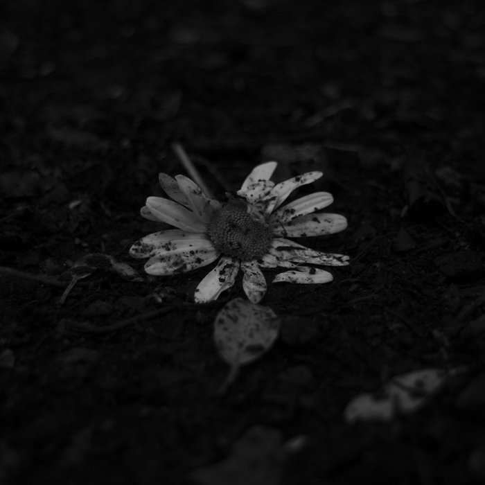 Die zertretene Blume | Robin Krause
