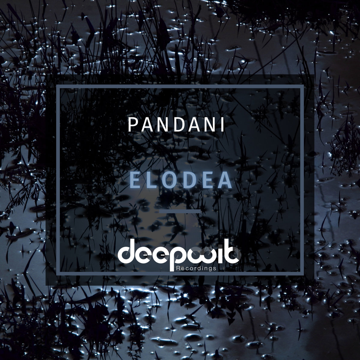 Elodea | Pandani | DeepWit Recordings