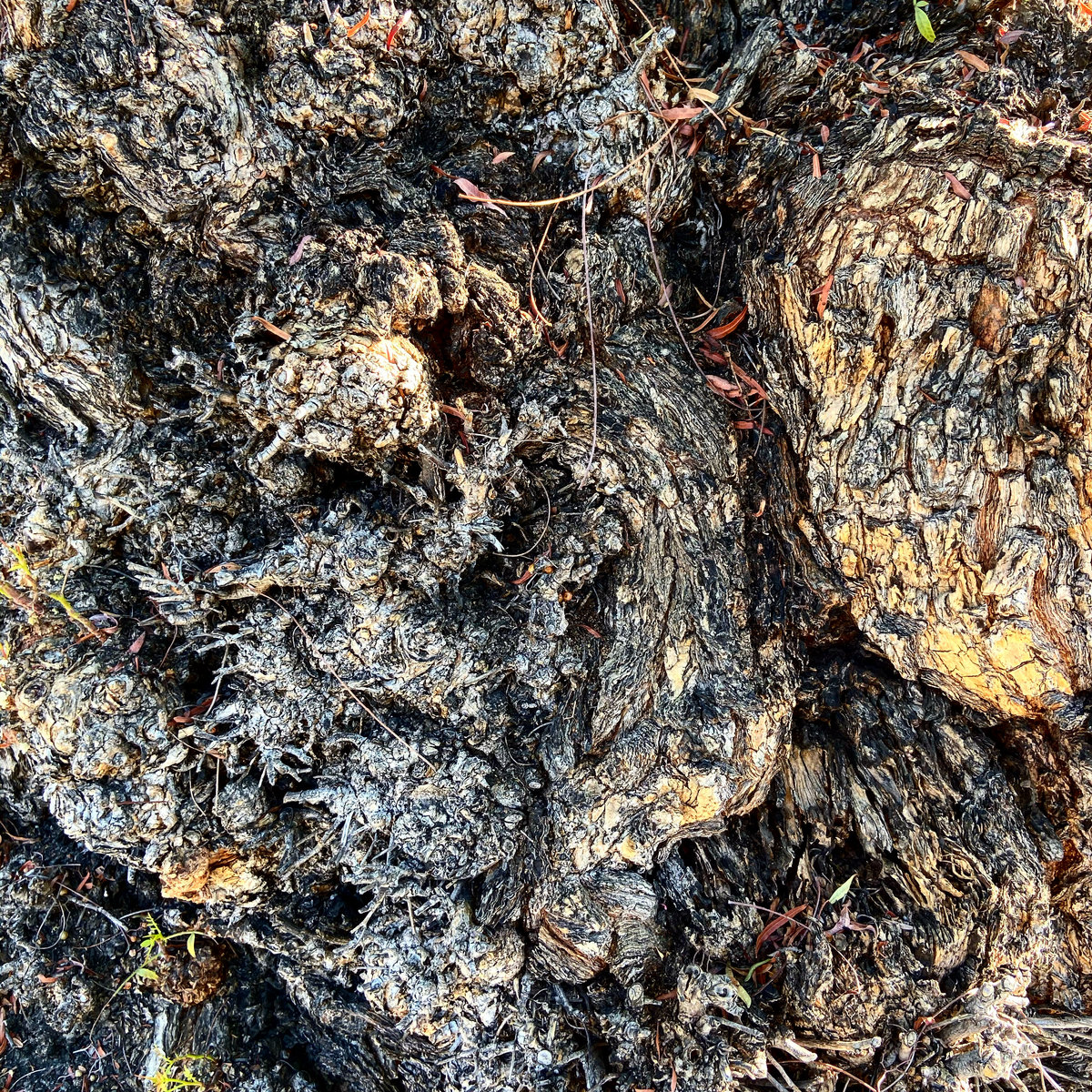 Technical Slime Map | reptile