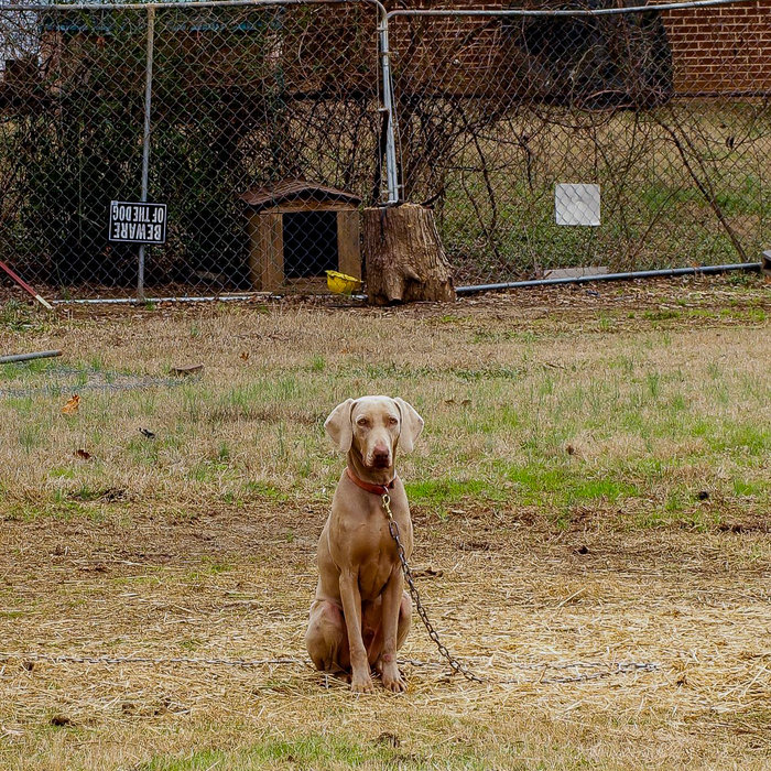 Dogfather | Dogfather