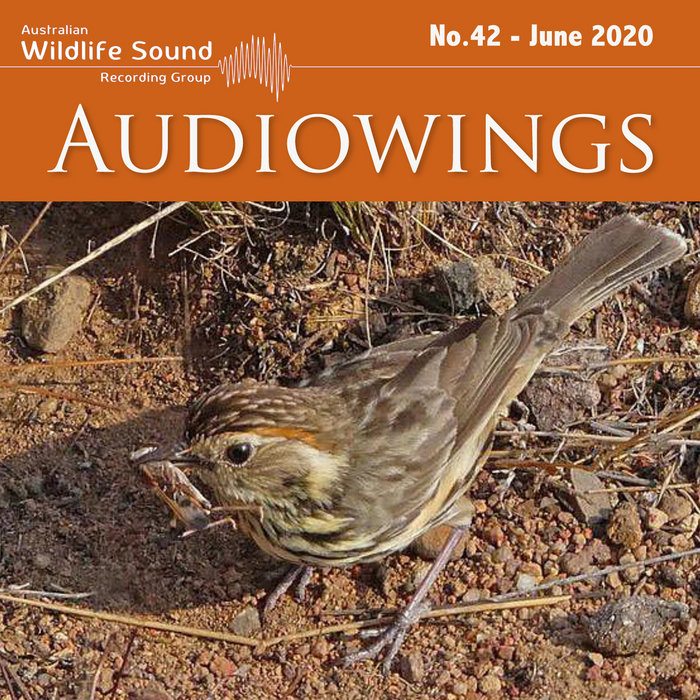 Gould's wattled bat (Chalinolobus gouldii) | Australian Wildlife Sound ...