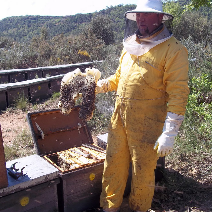 Bees Everywhere!!! | HoneyManProject