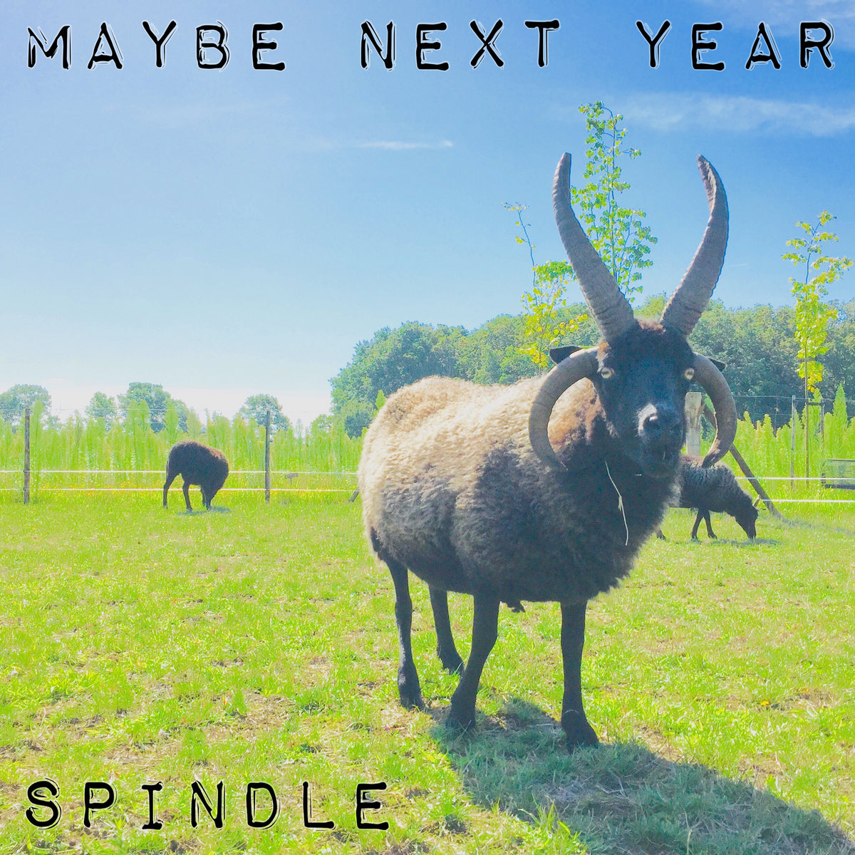 Maybe Next Year | Spindle