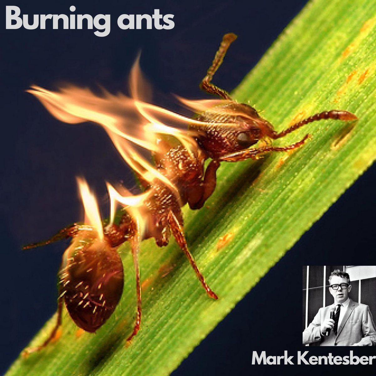 Burning ants | Mark Kentesber