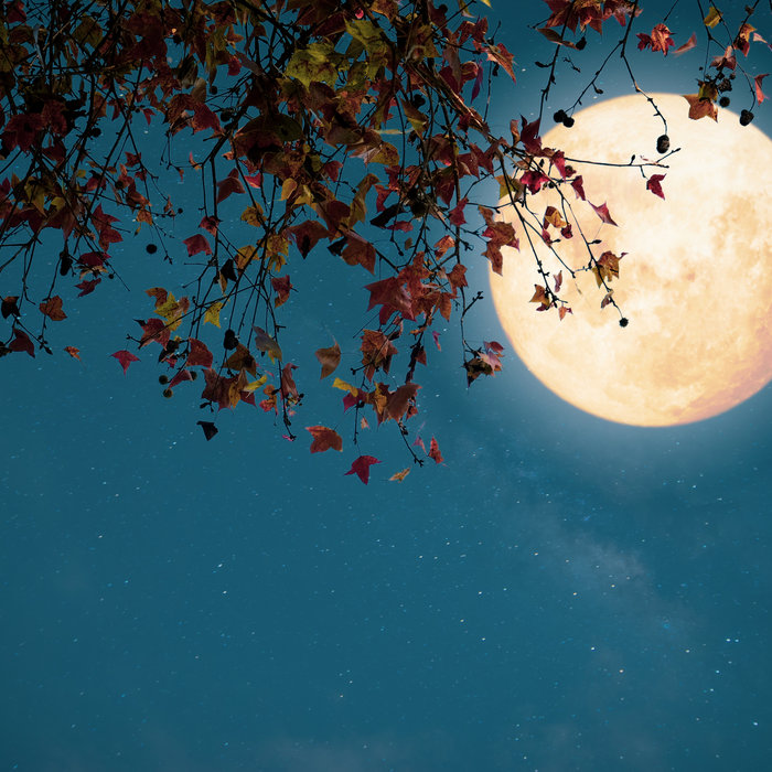 An Autumn Night (Live Version/Acoustic Piano) | David Shea