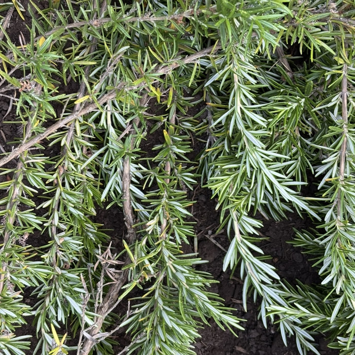 Rosemary | GREGORY ELIZABETH