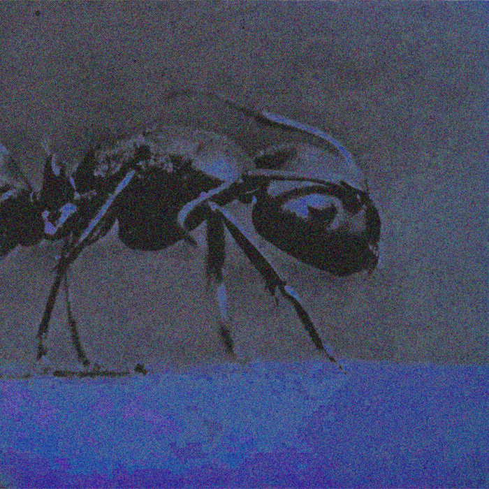 Void Ant Void Ant