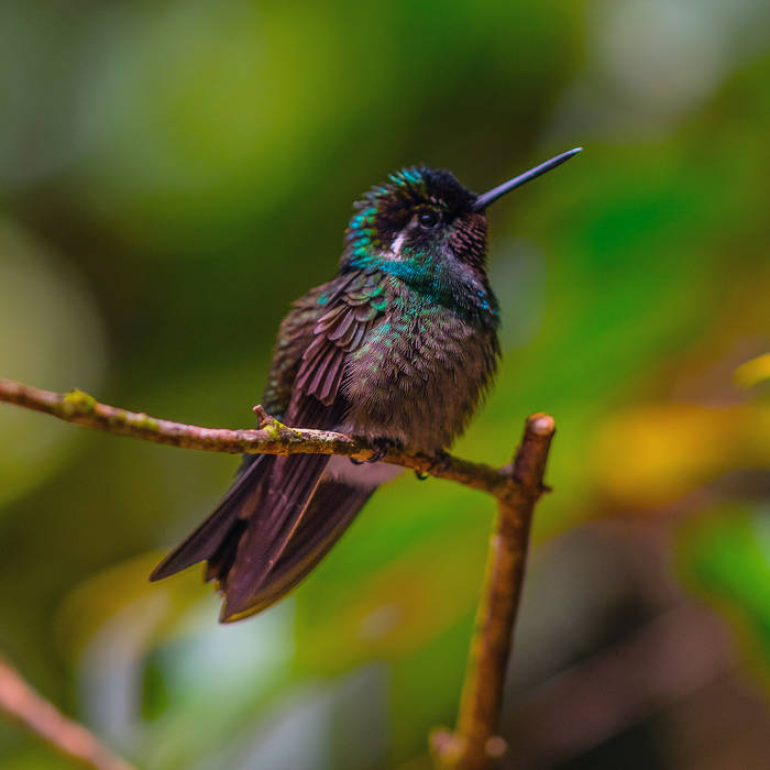 Costa Rica Hummingbirds
