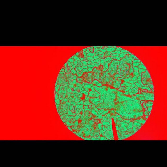 Cynar - (Original Mix) | Vacam