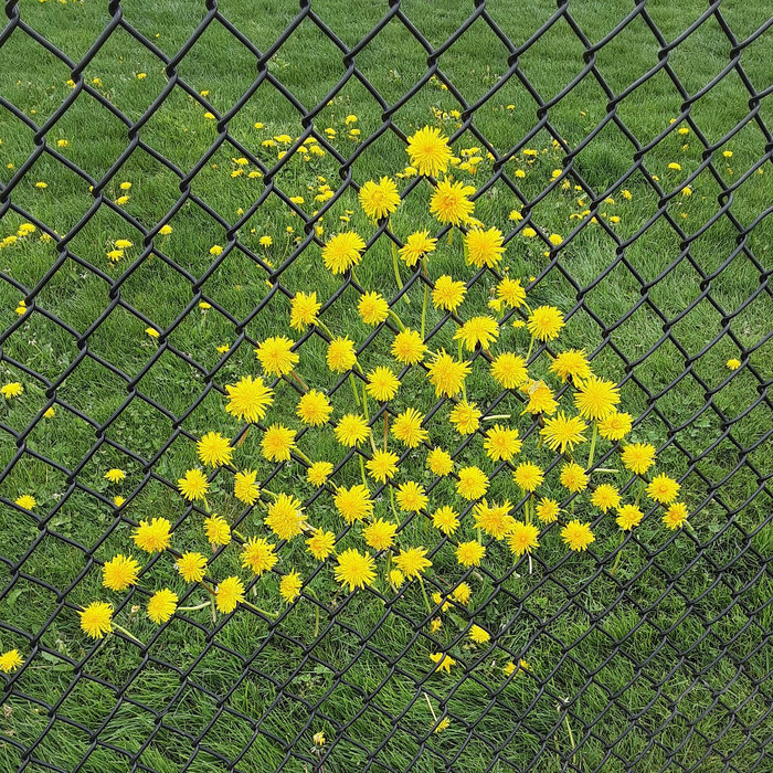 dandelions | david ivan neil