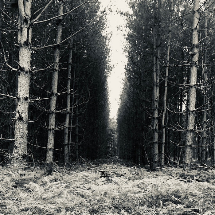 A Pocket Guide to Wilderness - Deep Forests and Dark Woods of the ...