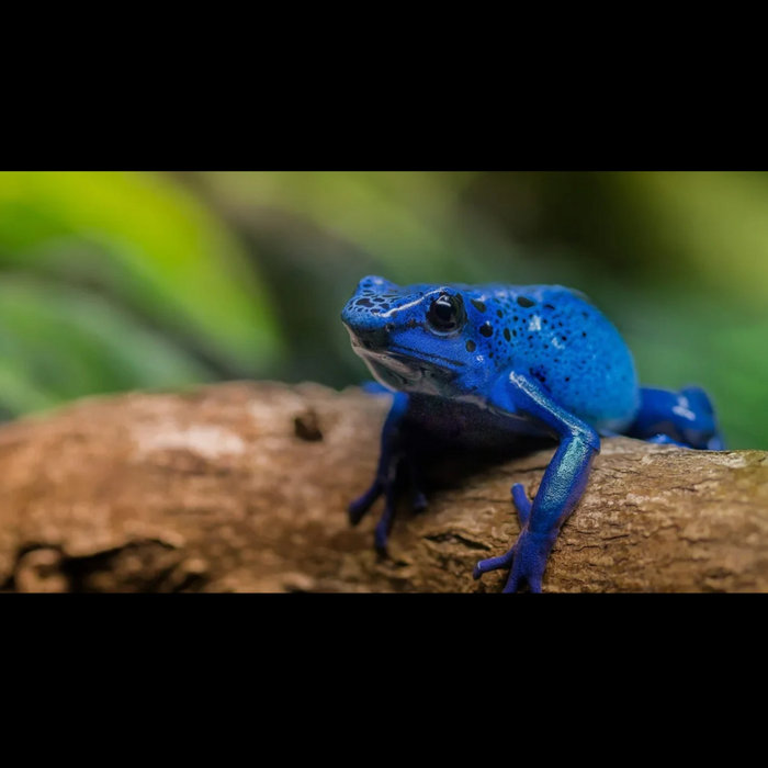 Amphibian song | No one | Sign Up for an Artist Account Records