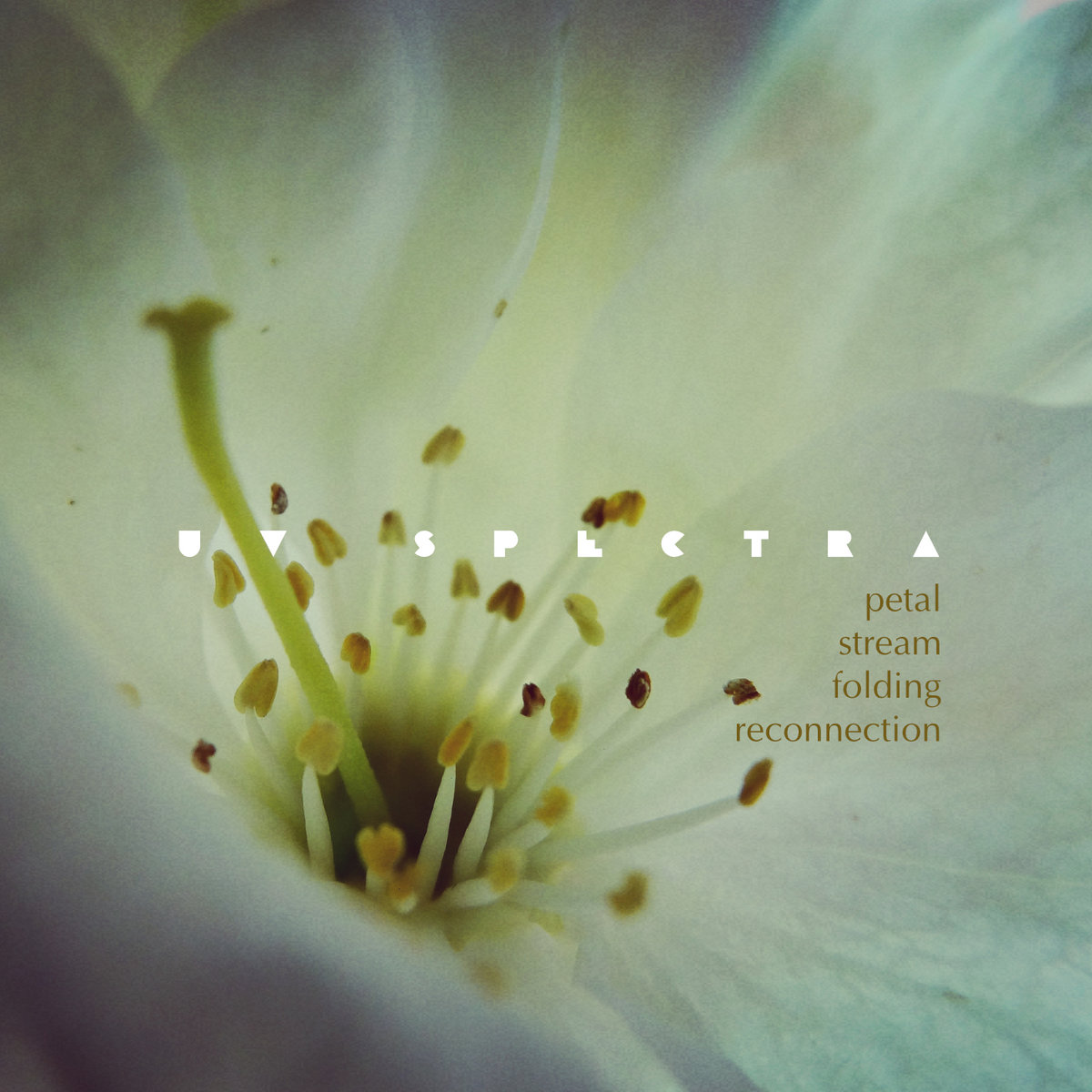 Petal Stream Folding Reconnection | UV Spectra