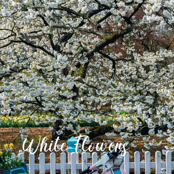 White Flowers | Shivananda Ishaya