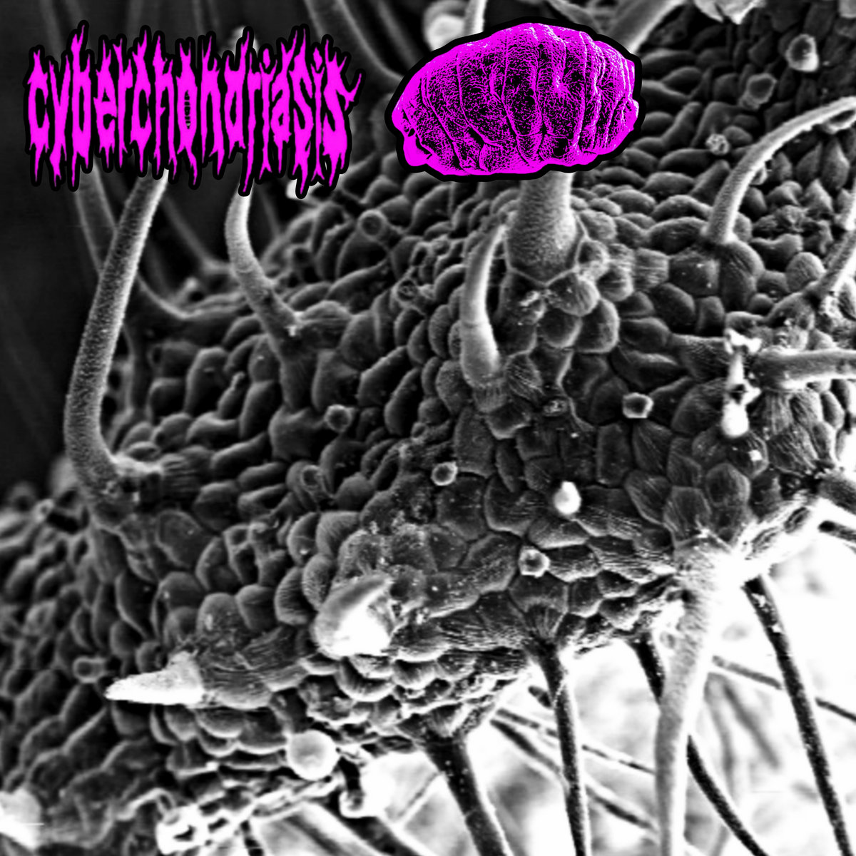 Halorubrum chaoviator (split cyp450\cyberchondriasis) | cytochrome p450 ...