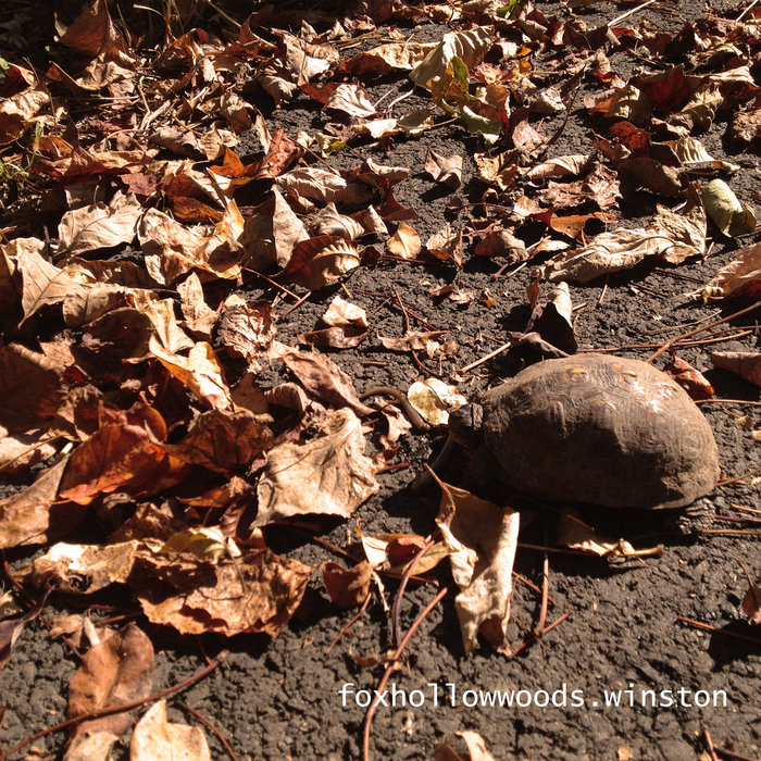 winston | Fox Hollow Woods