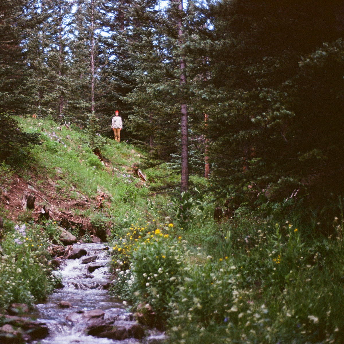 Forest Standards Vol. 3 | David Lord