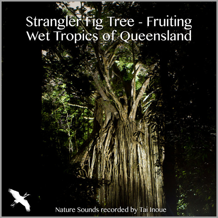 Strangler Fig Tree - Fruiting | Tai Inoue at Nature Sounds - Filming ...
