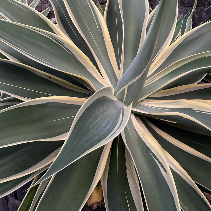 Nova | Avalanche Rune