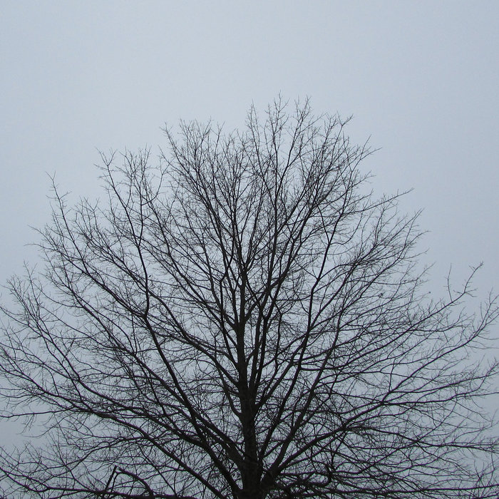 winter trees | Kendall Rain