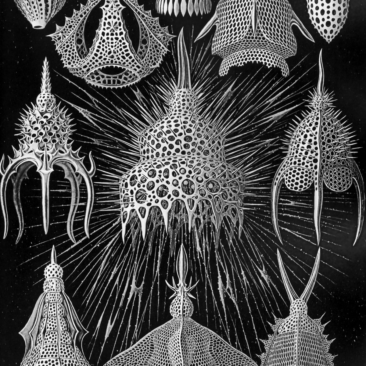 We Feast On Swollen Glands | The North Sea | The Brad Rose Digital Archive