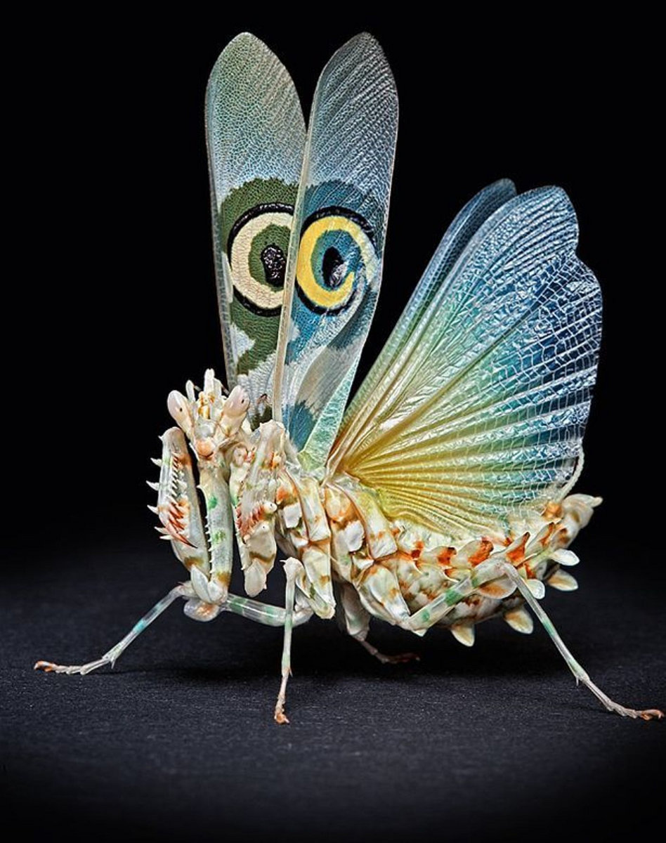 Atlantis Mantis | SOI | Soi