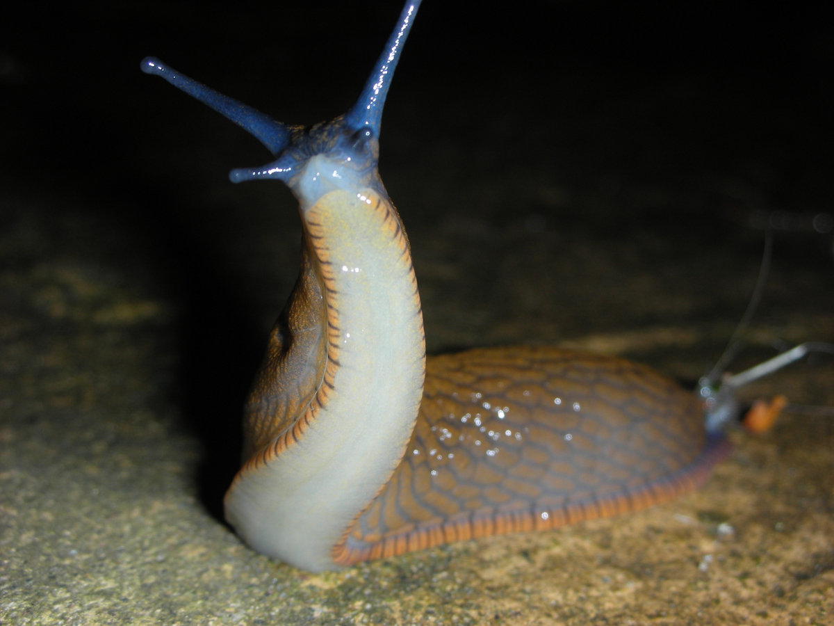 Gulch Marques - My Electric Scab | Gulch Marques