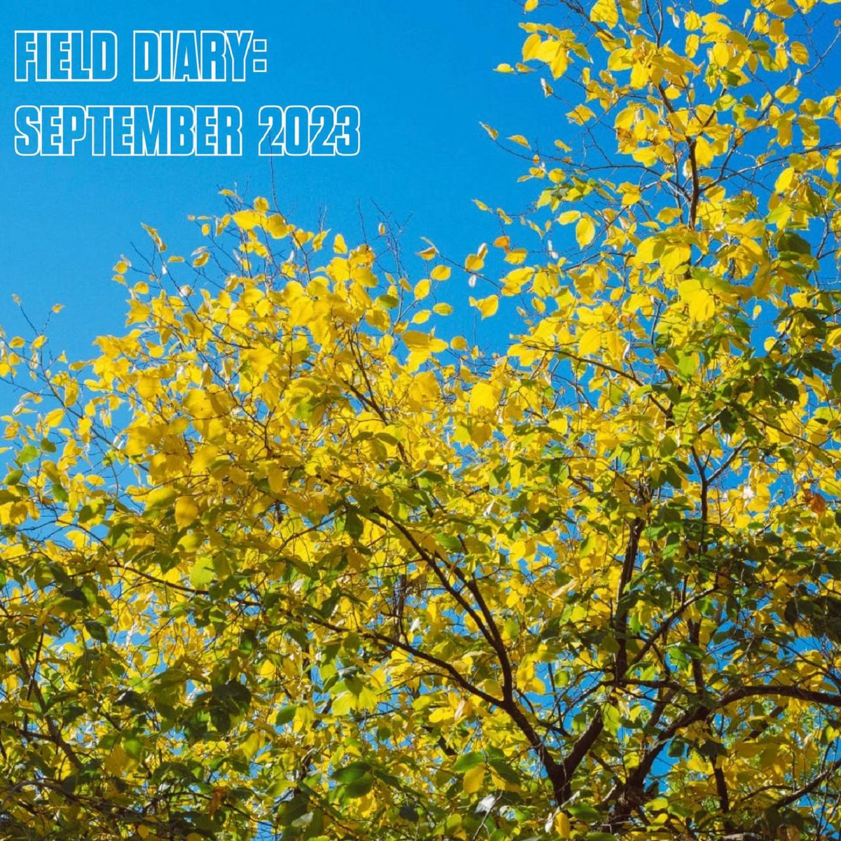 Field diary: September 2023 | various artists | brokentaperecords