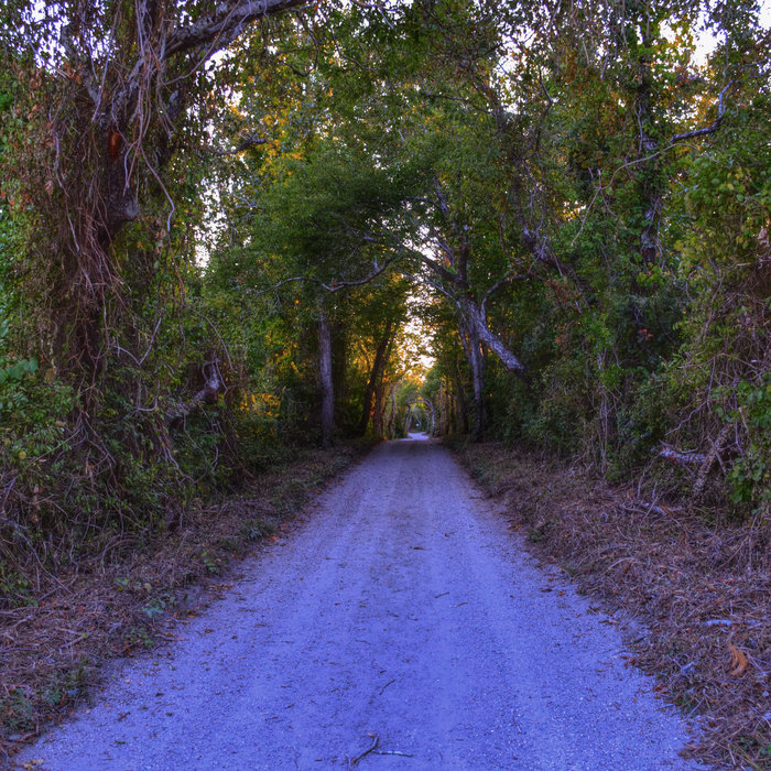 Forever Wandering | wallybrain