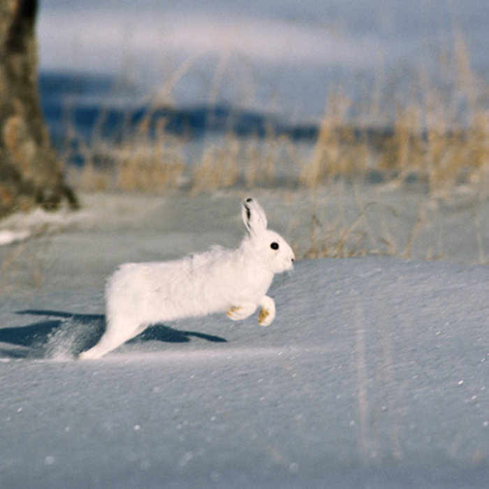 One Year in the Tundra/Four Birds | Fragile Rabbit