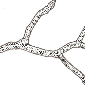 Music | David Thomas Broughton