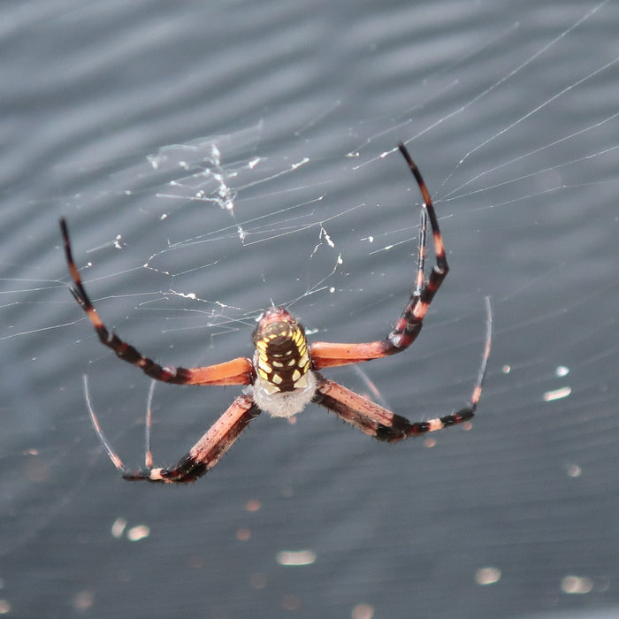 Creep like the Python | Condor | The Antibodies and Condor