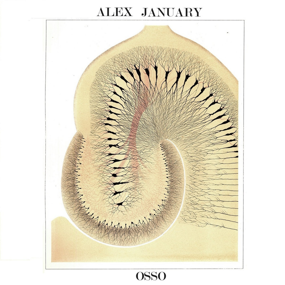 OSSO | Alex January
